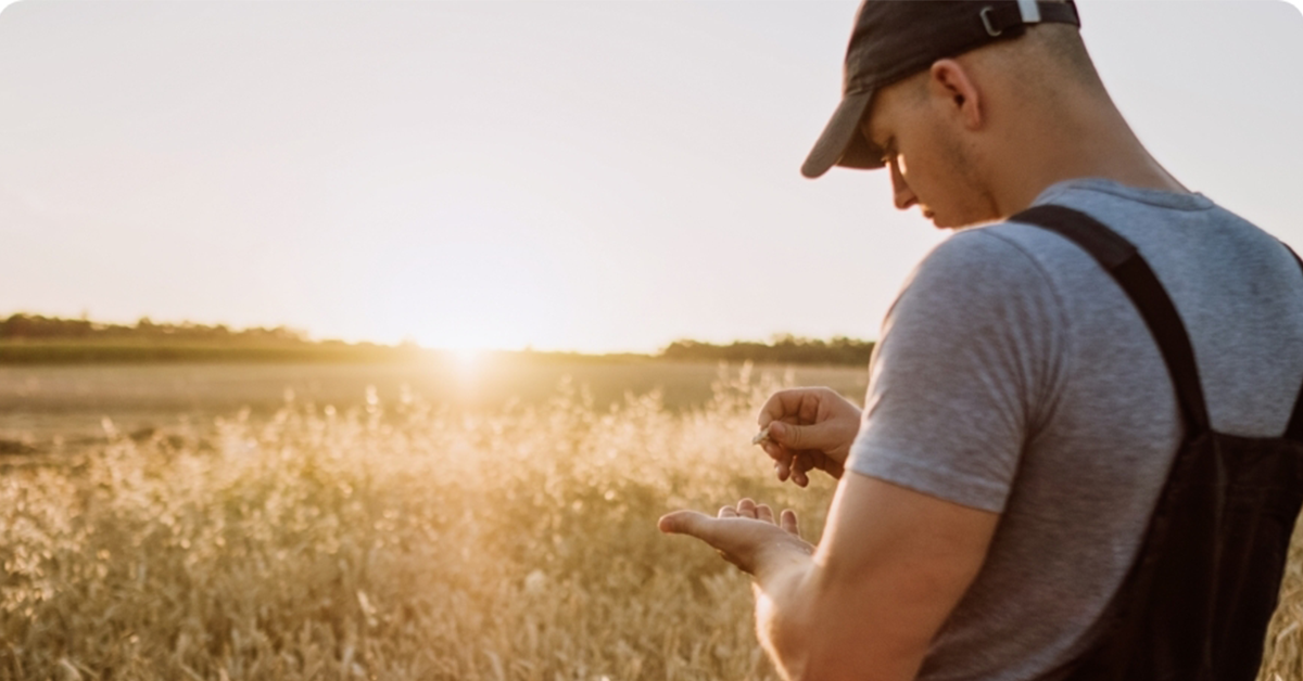 Crop Insurance | SCIC