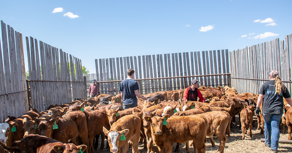 Livestock Price Insurance (LPI) | SCIC